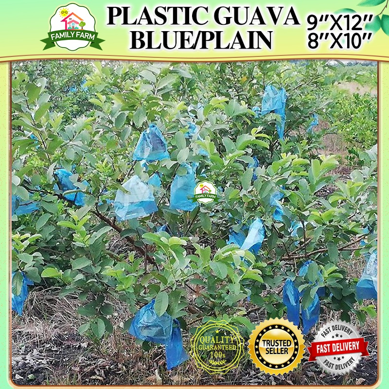 GUAVA FRUIT PLASTIC BAGGING / PLASTIK BEG JAMBU BATU | Shopee Malaysia