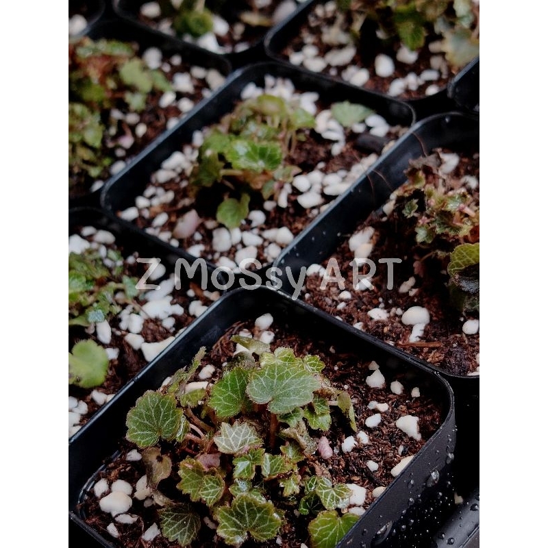 【姬虎耳草】Micro Strawberry Begonia(Saxifrage Stolonifera)(现货READY STOCK ...