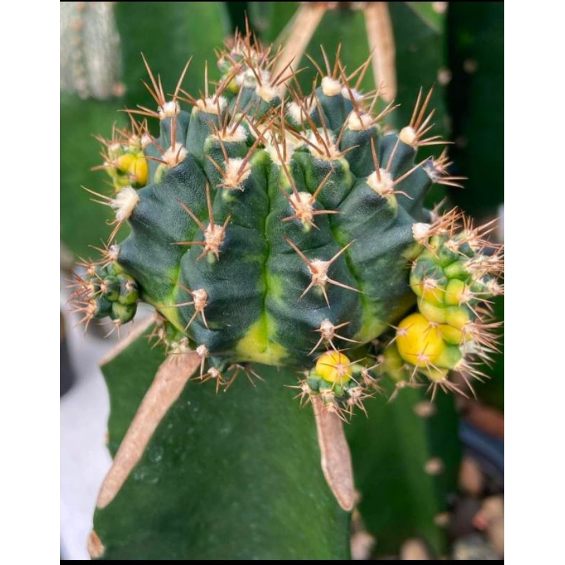 GYMNOCALYCIUM ID RAMA CACTUS (OFFSETS WITH SHORT ROOTS) | Shopee Malaysia