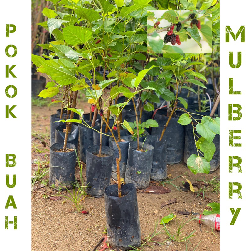 Pokok Mulberry Pokok Tinggi Thai Murah | Shopee Malaysia