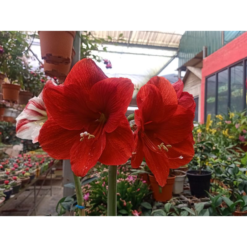 Ubi pokok bunga Amaryllis pokok senang hidup | Shopee Malaysia