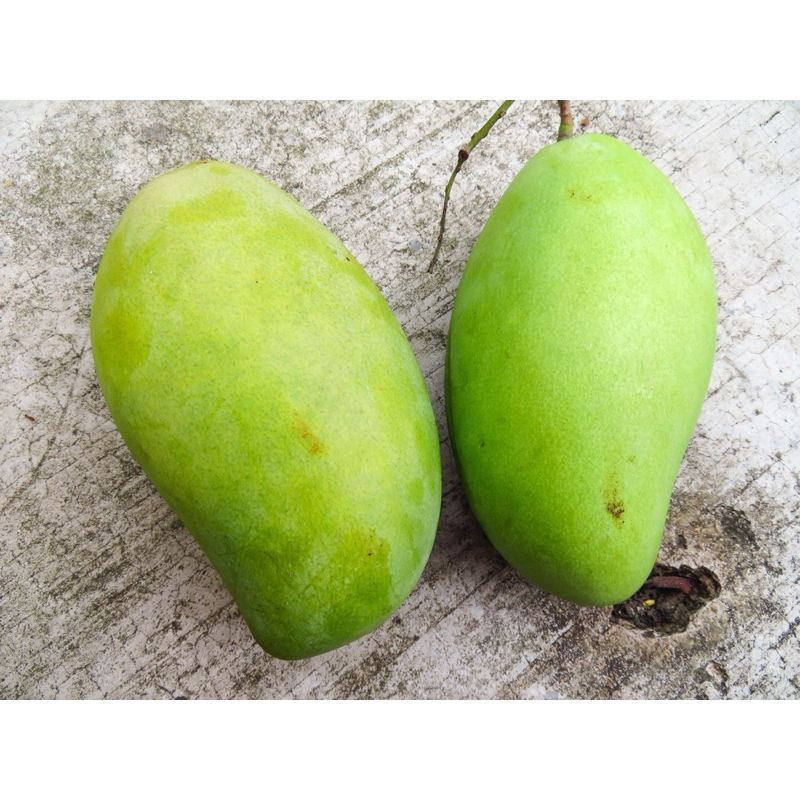 2kg Mangga susu muda sedap cicah kuah rojak | Shopee Malaysia