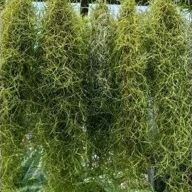 POKOK JANGGUT ADAM (1 IKAT) | Shopee Malaysia