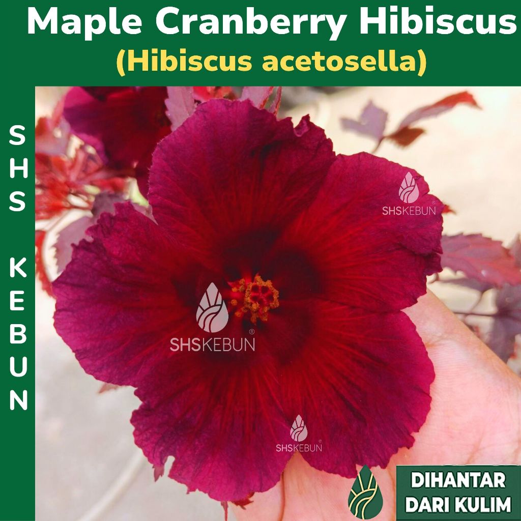 Pokok Maple Cranberry Hibiscus Malaysia Maple Cranberry Hibiscus Live Plant Hibiscus Acetosella ...