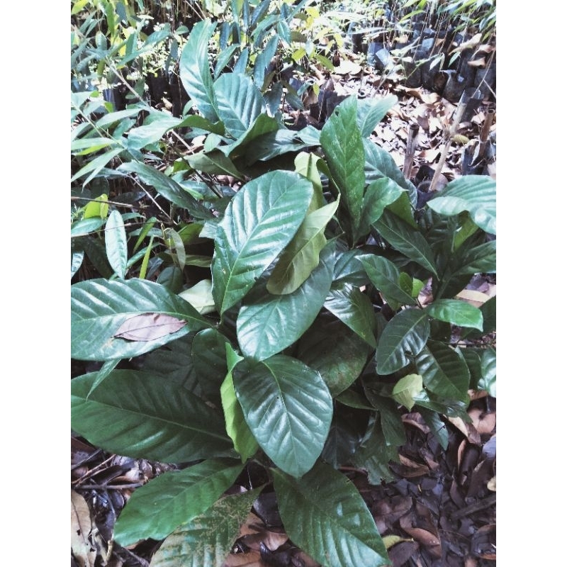 pokok kopi liberika saiz kecil(polihibrid) | Shopee Malaysia