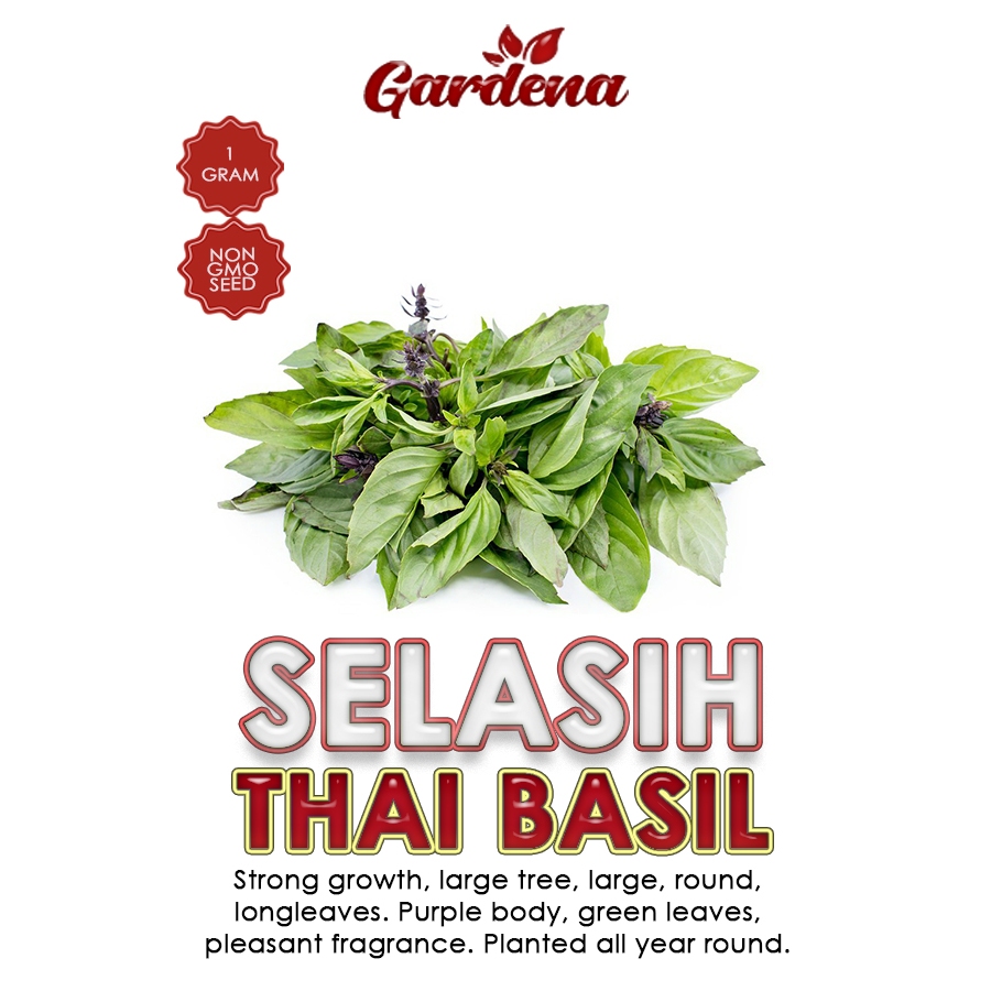 800+ biji benih SELASIH thai basil 九層塔 | Shopee Malaysia