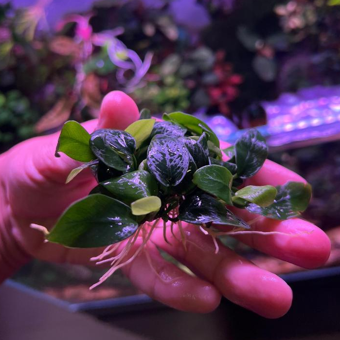 [Aquatic Plant] Anubias Nana Petite Japan Pinto White Small Mini Leaf ...
