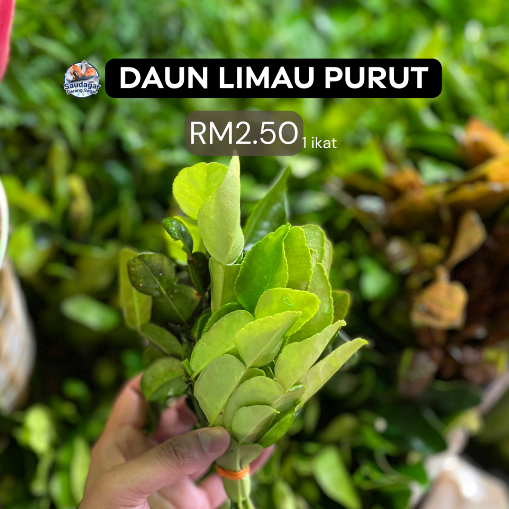 DAUN LIMAU PURUT / KAFFIR LIME LEAVES | Shopee Malaysia