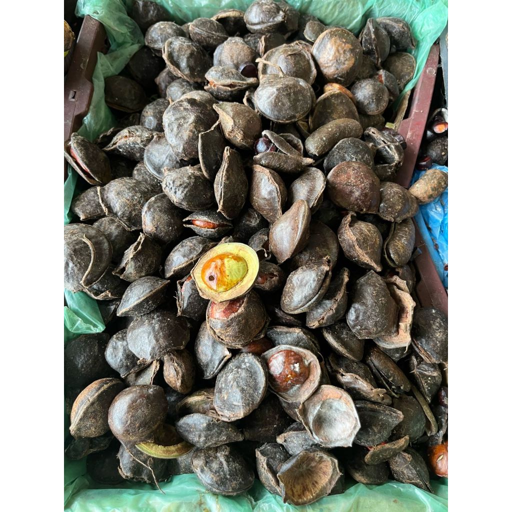 JERING TUA / FRESH JERING | Shopee Malaysia