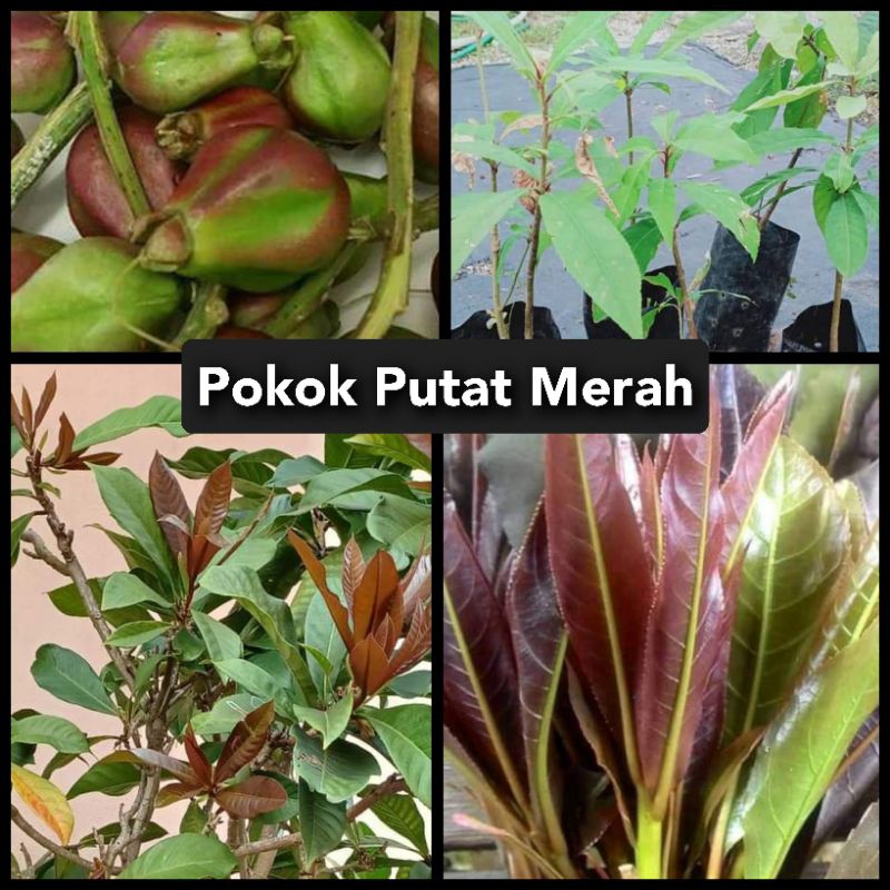 POKOK PUTAT MERAH dalam polibag pokok segar free gift | Shopee Malaysia