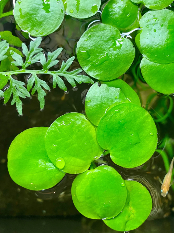Buy7FREE3 1 pc Frogbit Original easy growing fast species real water ...