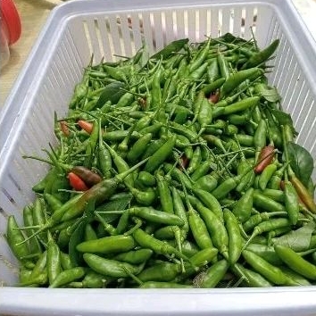 CILI CENTIL + CILI API KAMPUNG🔥 / 1 KG | Shopee Malaysia