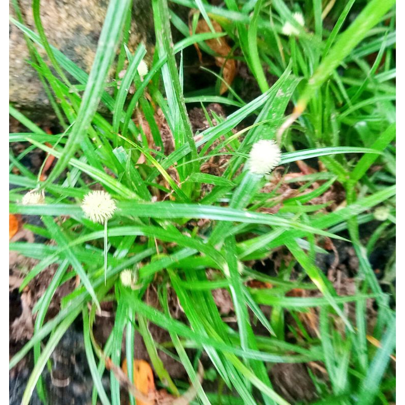 Rumput helicopter untuk kucing (rumput pendul) | Shopee Malaysia