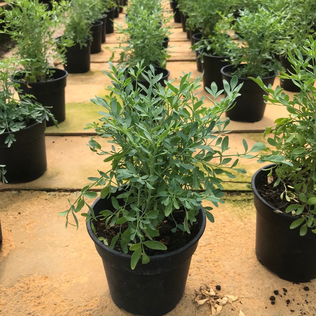 Pokok Busuk / Inggu Garuda 🌱Pokok halau Nyamuk Dalam Pasu 芸香. 臭草. Daun ...