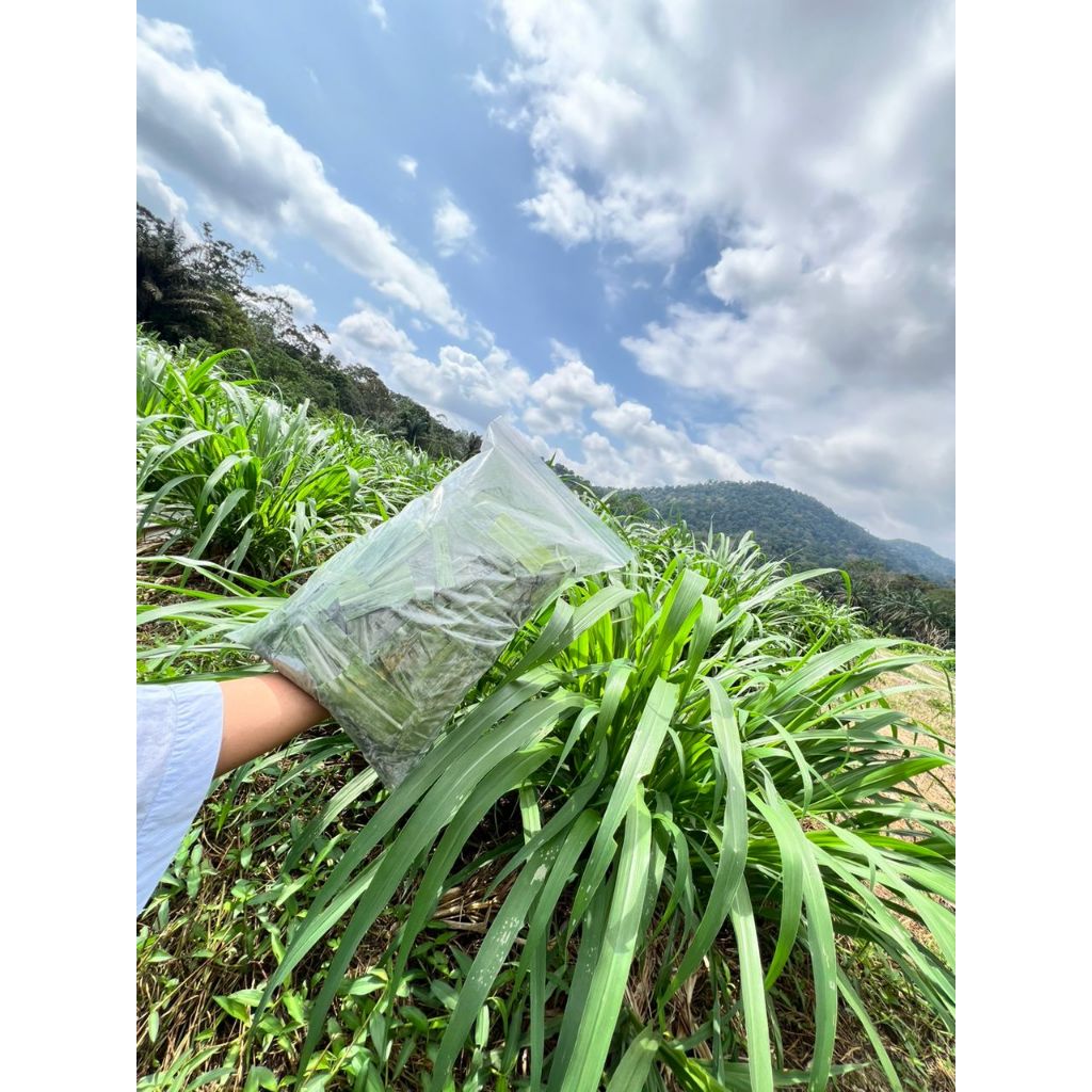 ALFALFA HAY ALA2 TIMOTHY LOCAL FRESH CUT NAPIER TIMOTHY PREMIUM ...