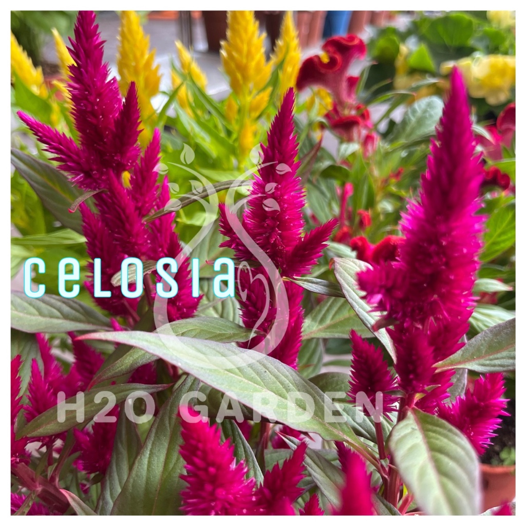 H2O - Celosia 鸡冠花 Bunga Balung Ayam Flower Live Plant | Shopee Malaysia