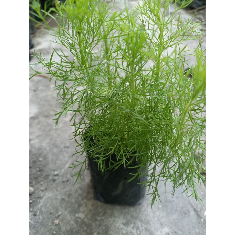POKOK DILL @ LUMUT DALAM POLIBEG | Shopee Malaysia