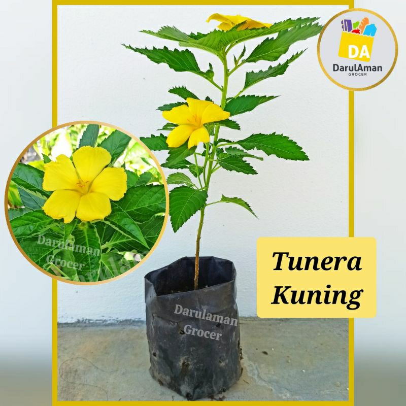 Pokok Tunera Kuning | Tunera subulata | Tahan panas | Bunga Hiasan Luar | Bunga kegemaran ...