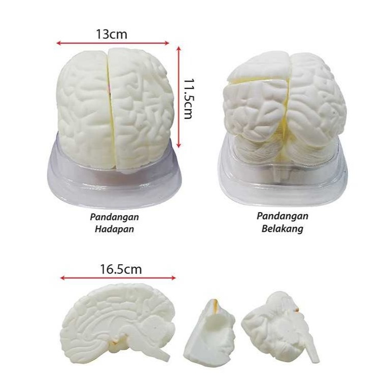 HUMAN BRAIN MODEL/MODEL OTAK MANUSIA/ALATAN MAKMAL SEKOLAH/SUBJEK SAINS ...
