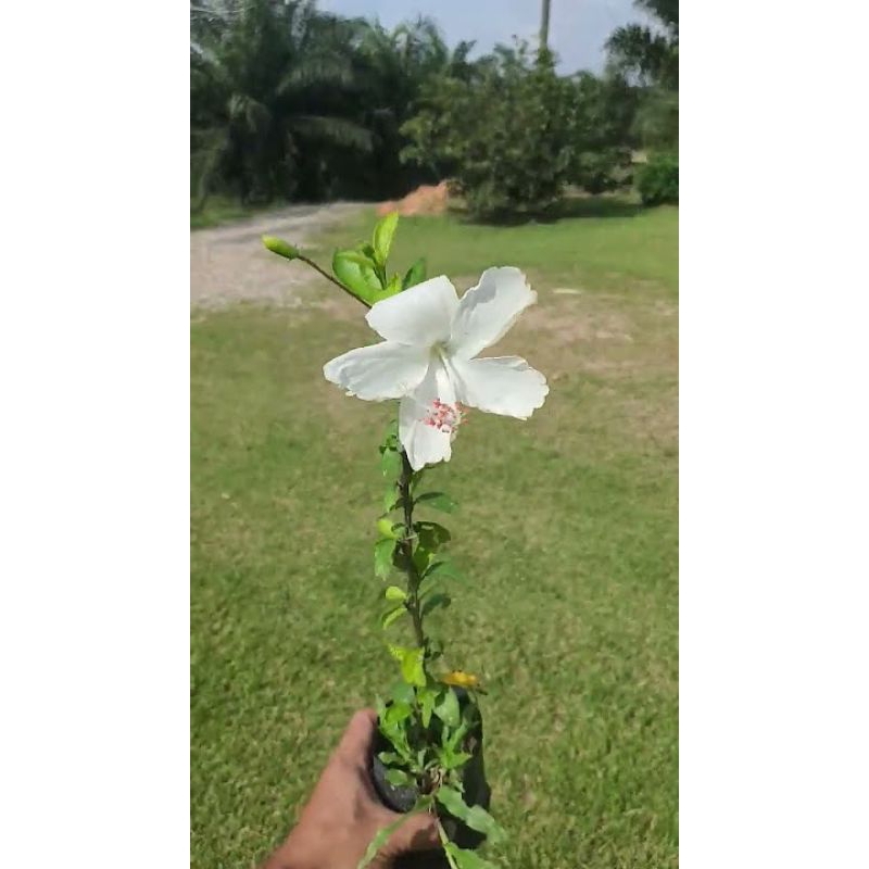 Pokok Bunga Raya putih | Shopee Malaysia