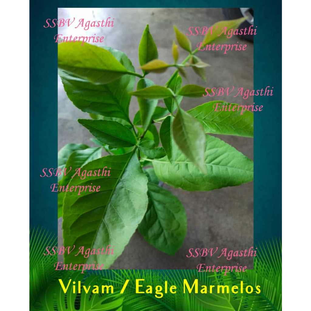 LIVE PLANT-VILVAM/வில்வம்/INDIAN BAEL | Shopee Malaysia