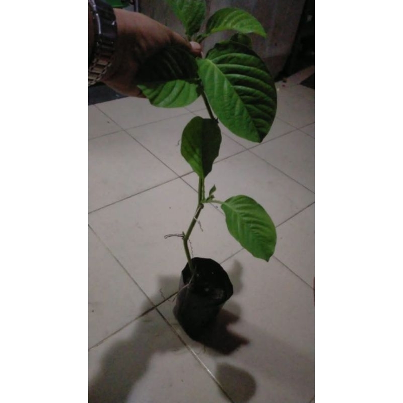 pokok anak markisa king Hybrid buy 2 free 1 pokok. buah sedap wangi ...