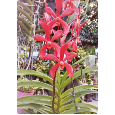 Orkid Mokara Hidup soft red merah | Shopee Malaysia
