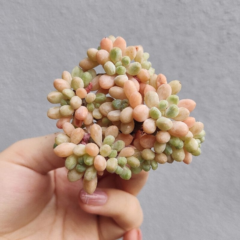 Succulent Plant 多肉植物 - Echeveria Caviar 鱼子酱 （5cm+-) | Shopee Malaysia