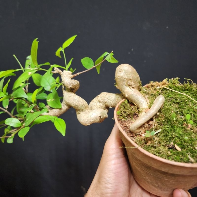 bonsai jeliti sui mei 水梅 artistic base | Shopee Malaysia