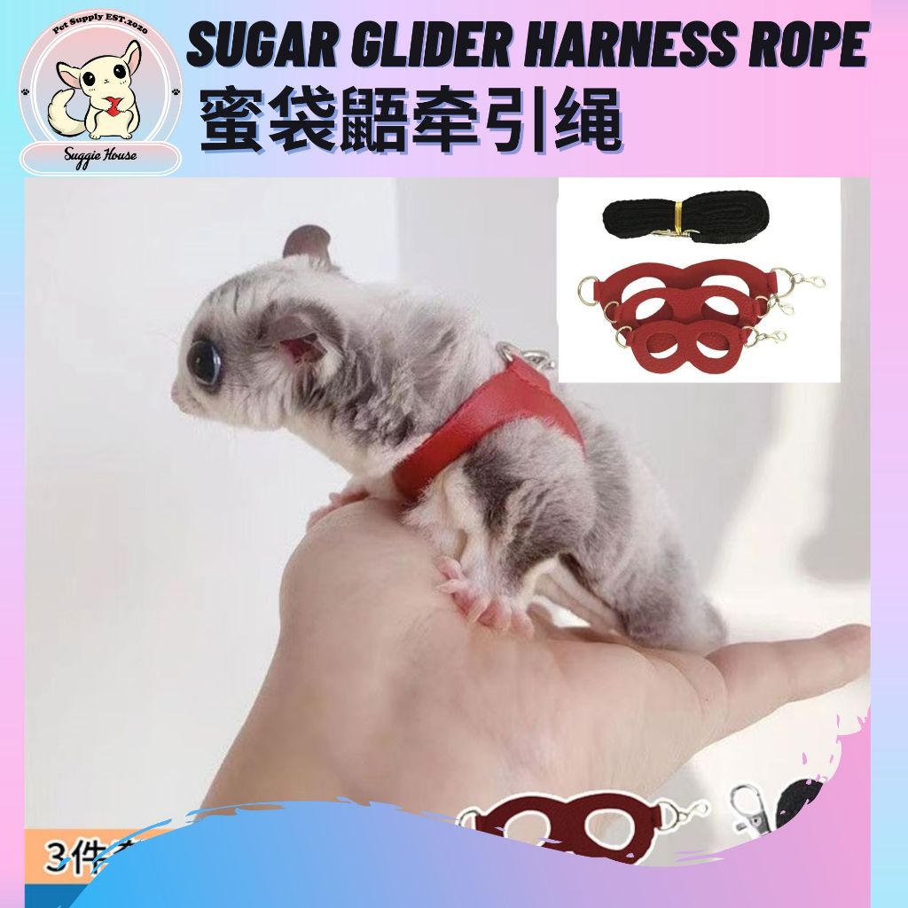 Sugar Glider Harness Rope 蜜袋鼯牵引绳 | Shopee Malaysia