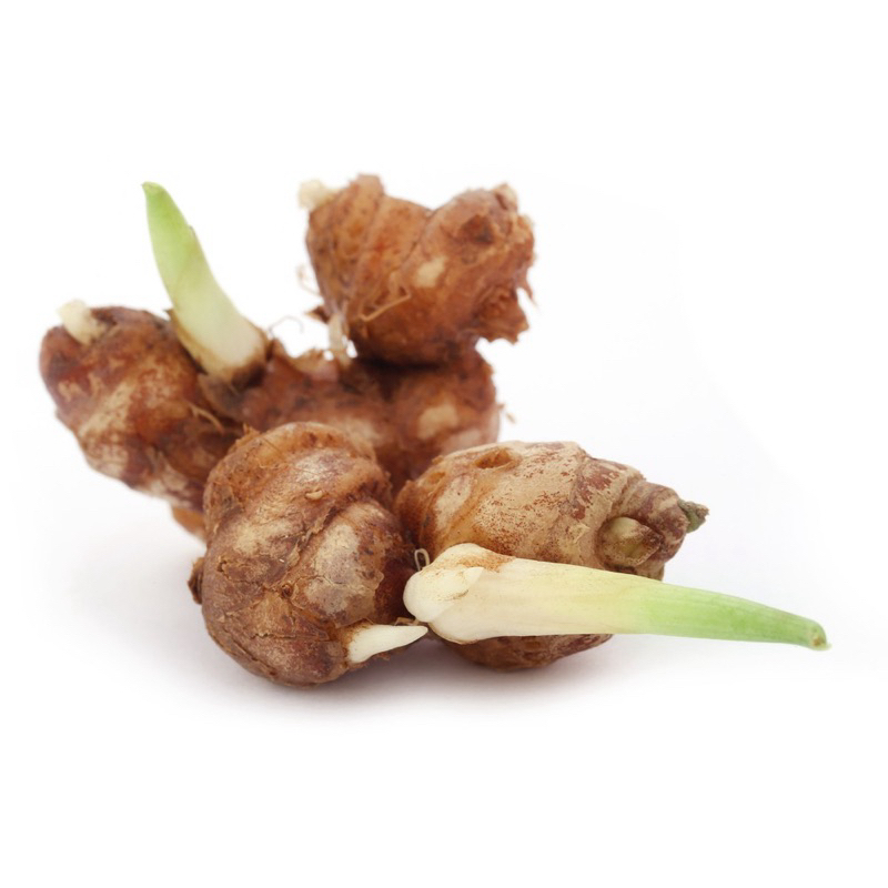 KENCUR/CEKUR SEGAR DARI KEBUN/KAEMPFERIA GALANGA/FRESH PICKED 250G ...