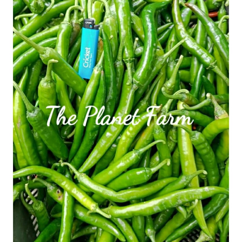 Fresh Chili/Cili merah besar/cili hijau besar(1kg) | Shopee Malaysia