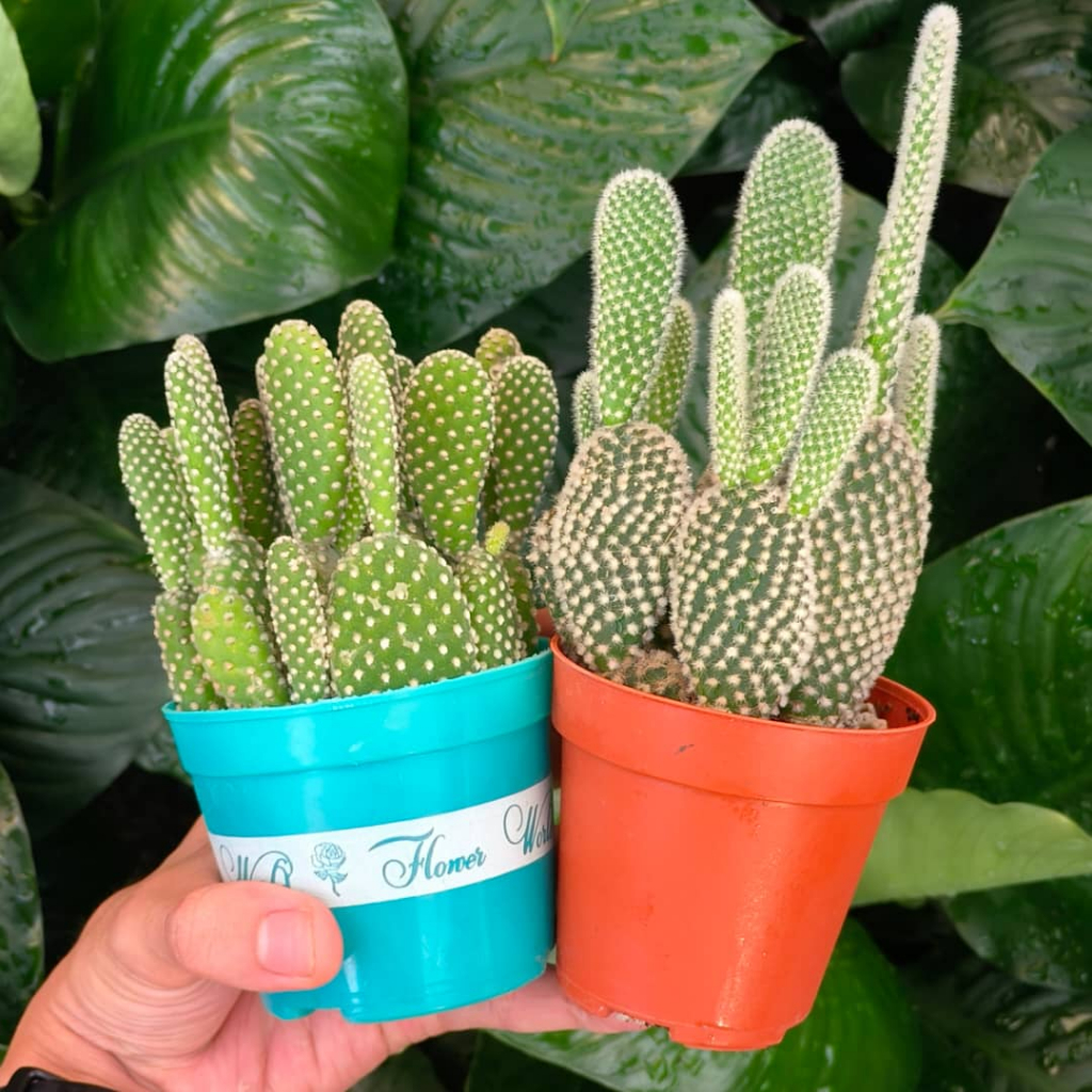 GPS Green Plant Society Live Cactus Mickey Mouse 米奇仙人掌 Big Pot | Shopee ...
