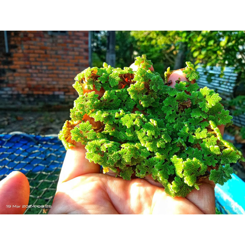 Azolla Water Plants Superfood | Shopee Malaysia