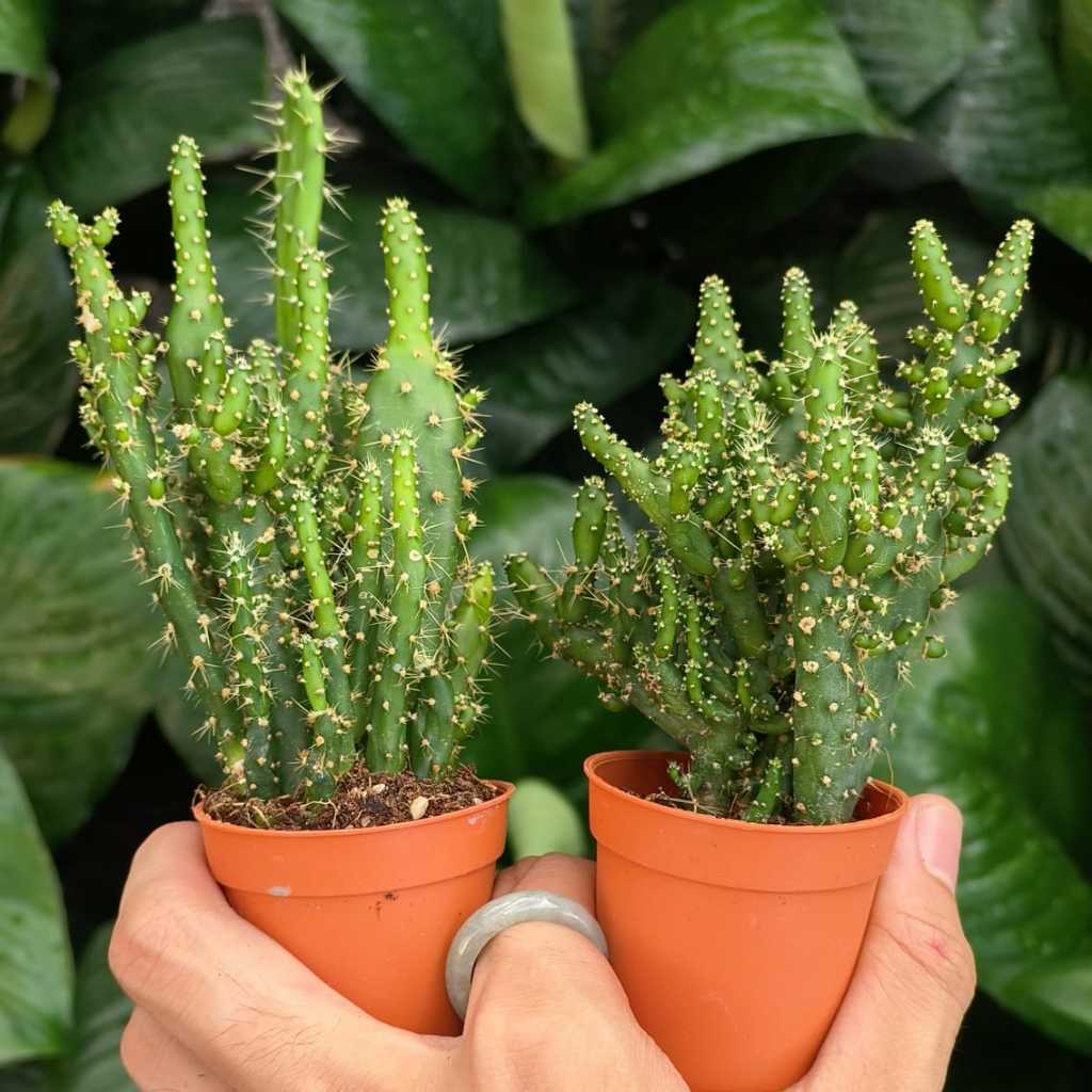 GPS Green Plant Society Live Cactus Type 58 Opuntia Leptocaulis 初初之日 仙人 ...