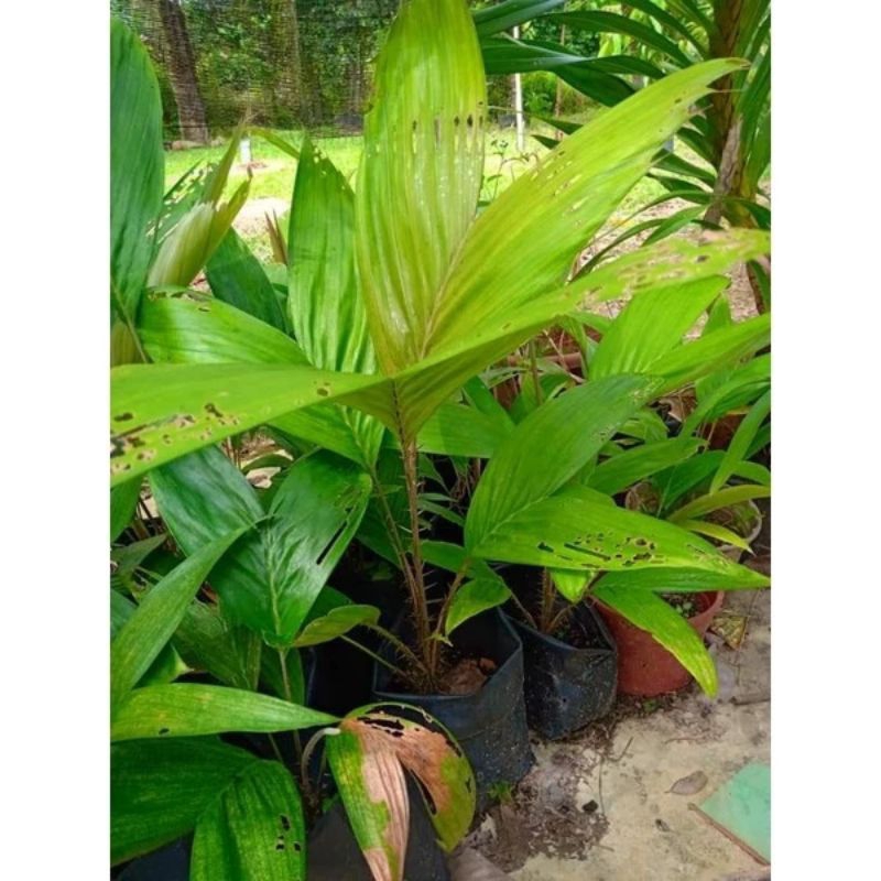 pokok salak buah salak+freegif🎁 | Shopee Malaysia