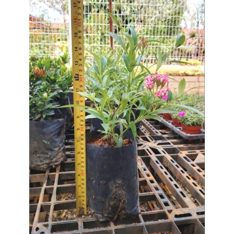 MOVEE - Panama rose rondeletia leucophylla 巴拿马玫瑰 | Shopee Malaysia