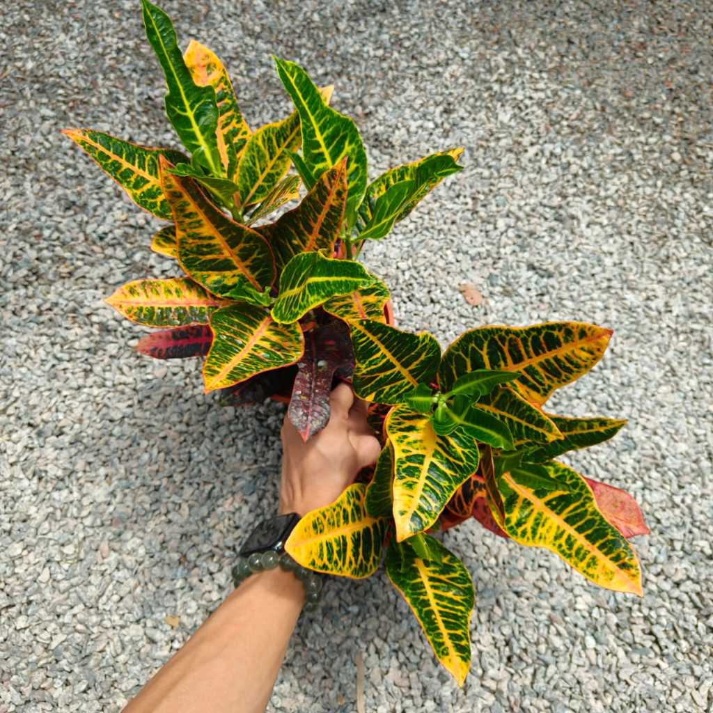 GPS Green Plant Society Live Plant Codiaeum Excellent 仙人戟变叶木 室外植物 ...