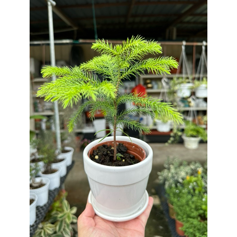 【TW668】 hong kong pine | Araucaria Cunninghamii real live plant南洋杉绿植盆栽 ...