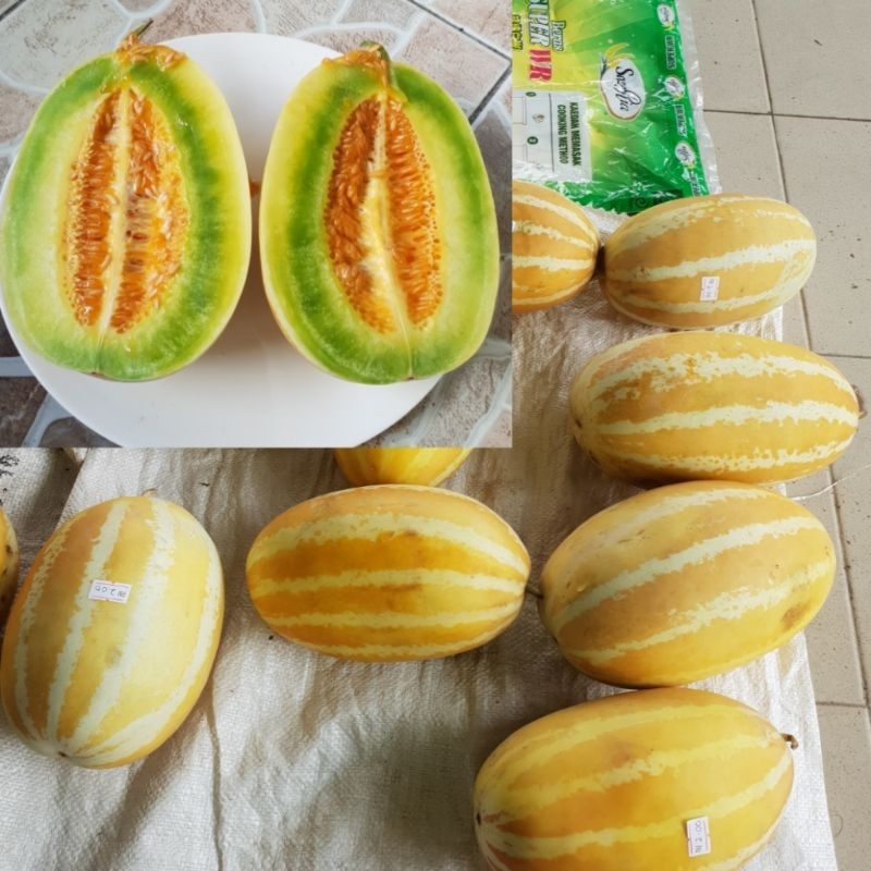 15 benih melon sabah benih batad tembikai kuning Sabah tembikai dayak ...