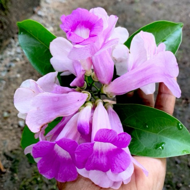 Pokok Bunga Menjalar Garlic Vine | Shopee Malaysia