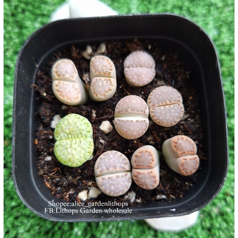 Lithops "Biscuit" lithops colour set C216/C217"饼干"寿丽 | Shopee Malaysia