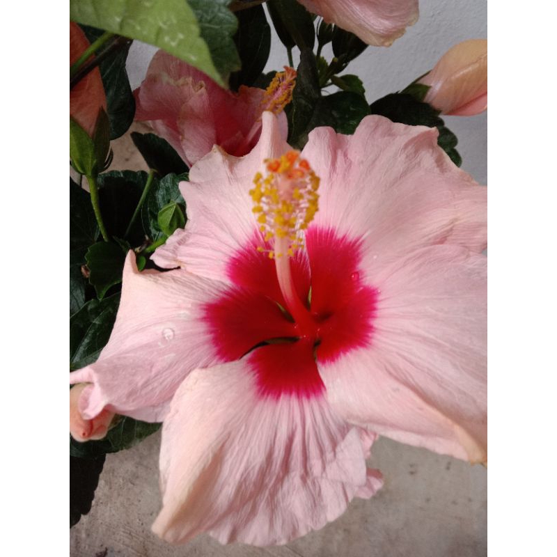 🔥🔥Bunga Raya Hybrid No.46🔥🔥 | Shopee Malaysia