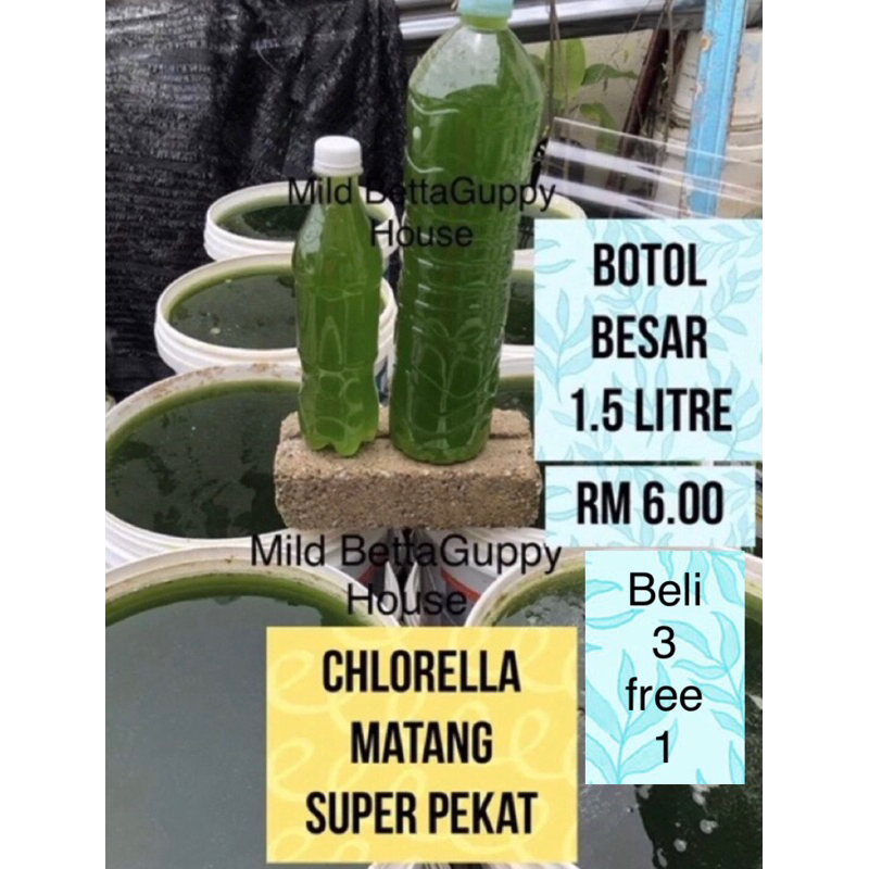 Chlorella 1.5L(Buy3Free1)AirHijauMatang/Chlorella Starter ...