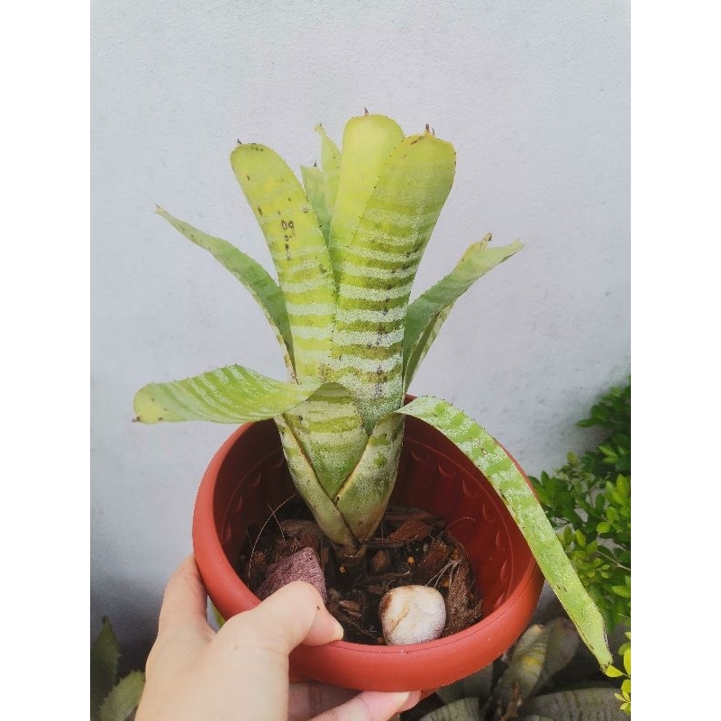 Aechmea Green Chantini [绿斑马] | Shopee Malaysia