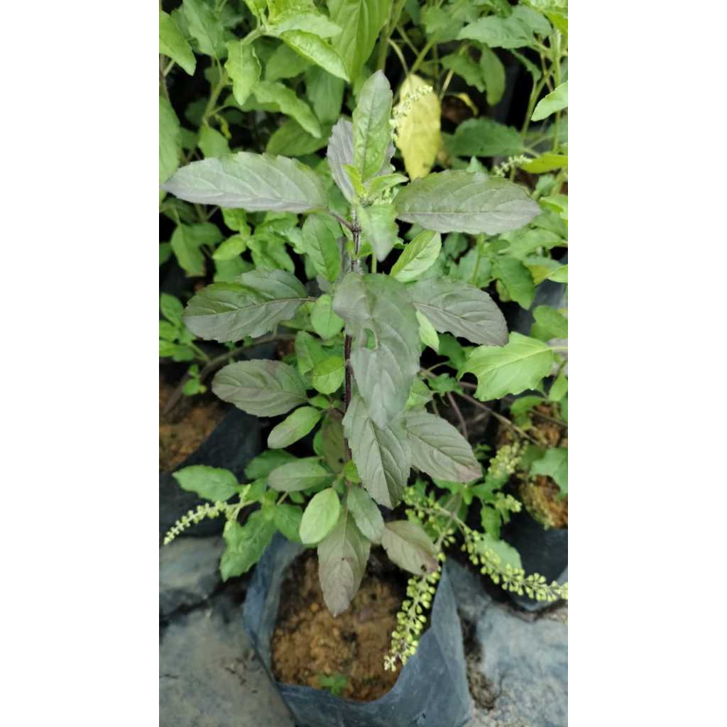 anak pokok tulsi hiham / Basil - Thai Holy Basil | Shopee Malaysia