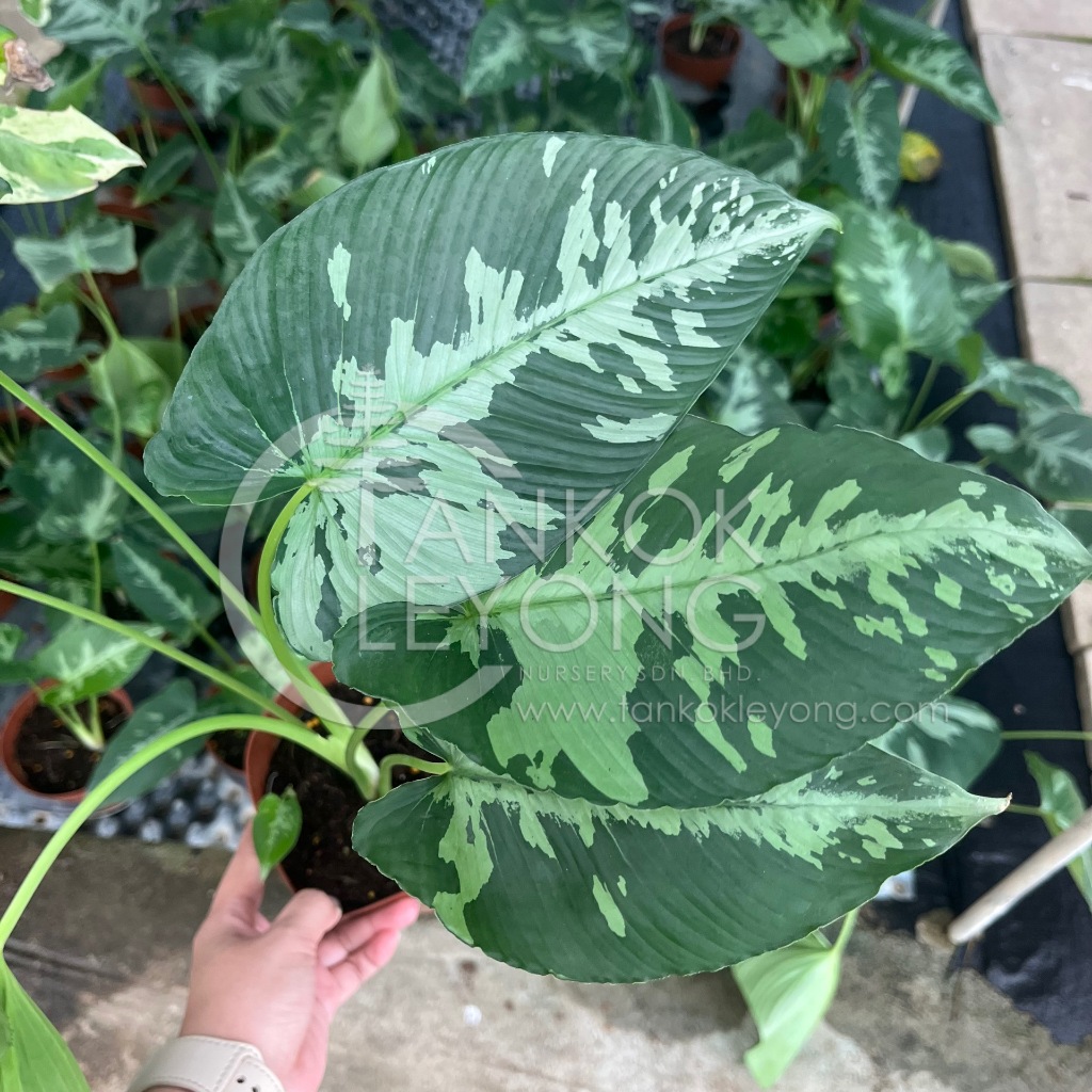 TKL - Schismatoglottis Pusilla/Wallichii/Calyptrata 迷彩落檐/电光落檐/電光芋 ...