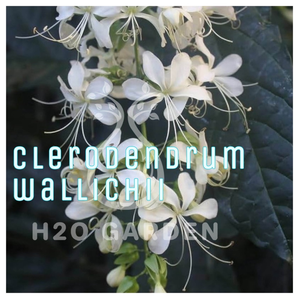 H2O - Clerodendrum Wallichii 垂茉莉 Live Plant | Shopee Malaysia