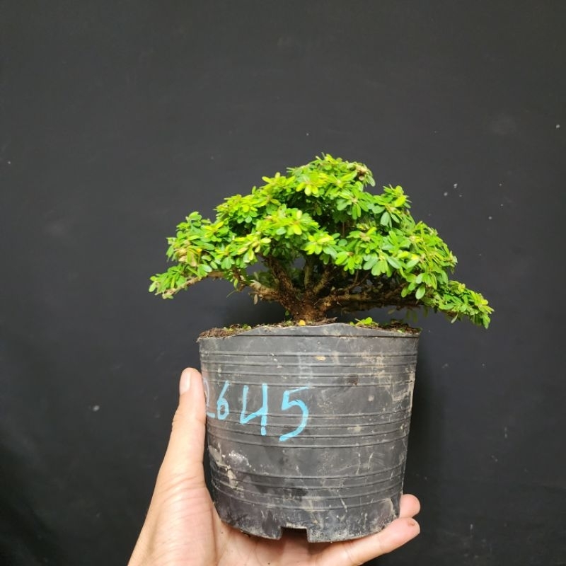 Bonsai stock BLUEBELL MICRO Desmodium, Linh sam 凌l杉 初学者盆景材料 | Shopee ...