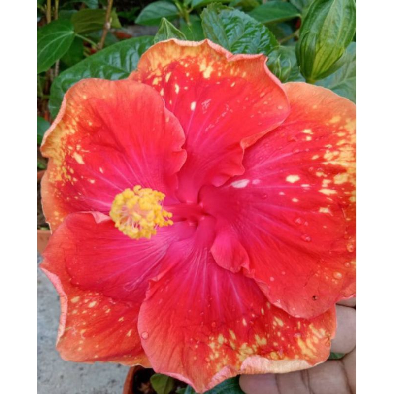 🔥🔥Bunga Raya Hybrid Limited No.05🔥🔥 | Shopee Malaysia